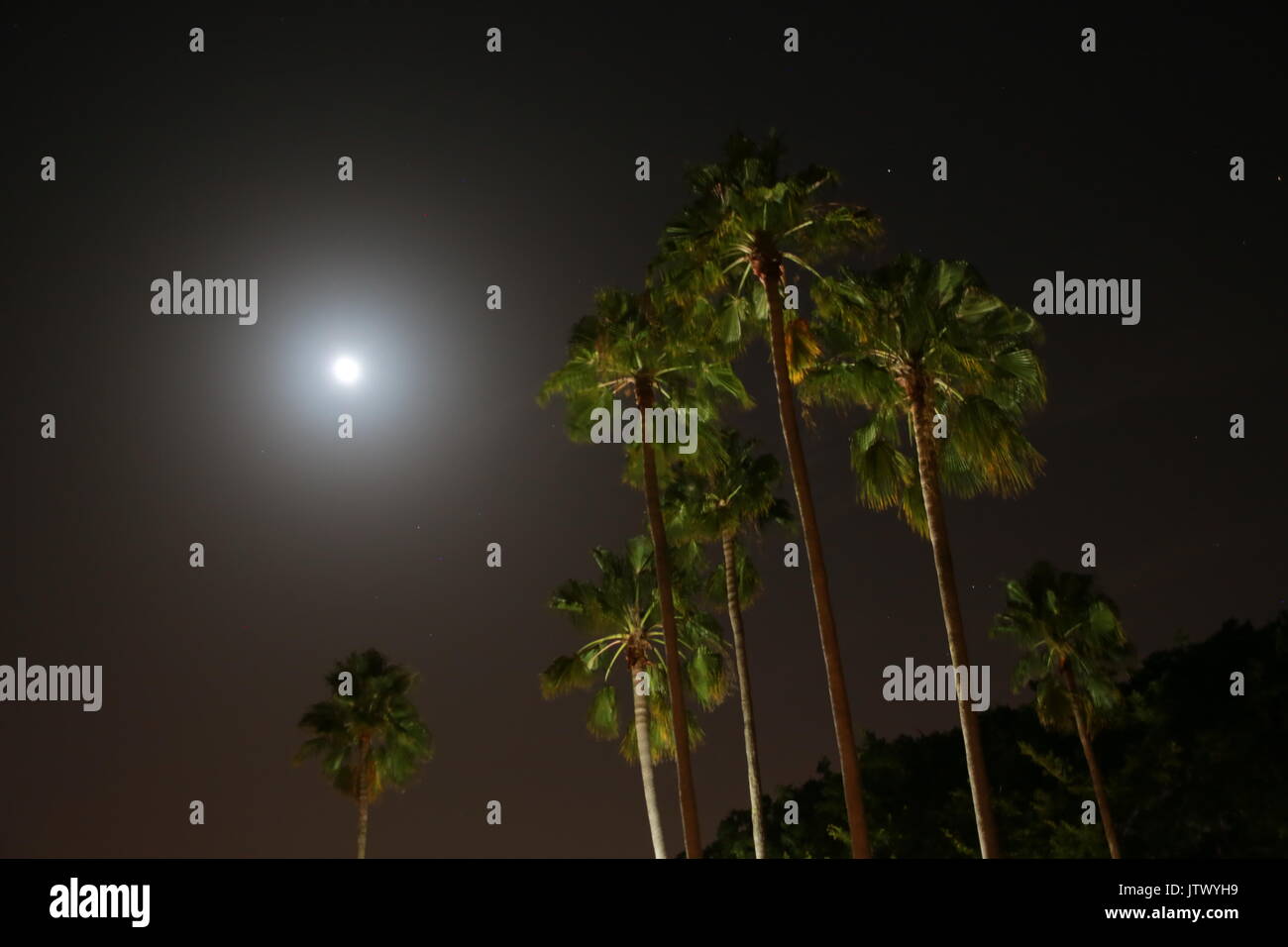 Rising over palm trees hi-res stock photography and images - Alamy