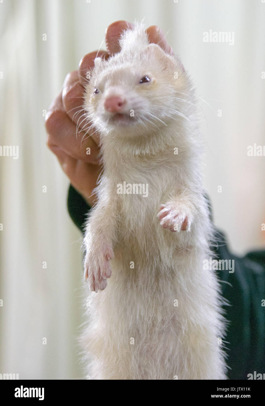 Man holding an Albino ferret Stock Photo - Alamy