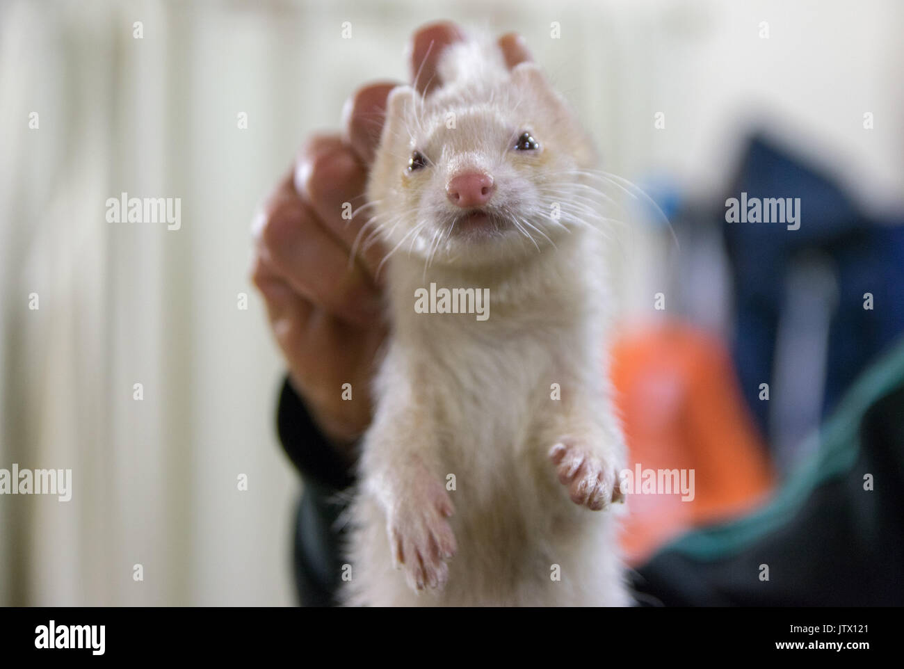 Man holding ferret hi-res stock photography and images - Alamy