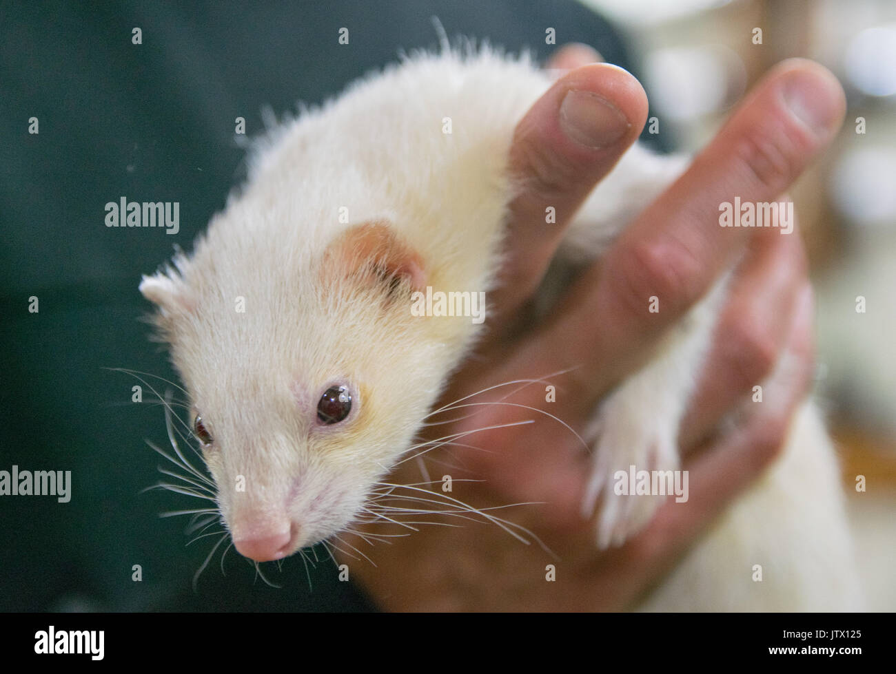 Man holding an Albino ferret Stock Photo - Alamy