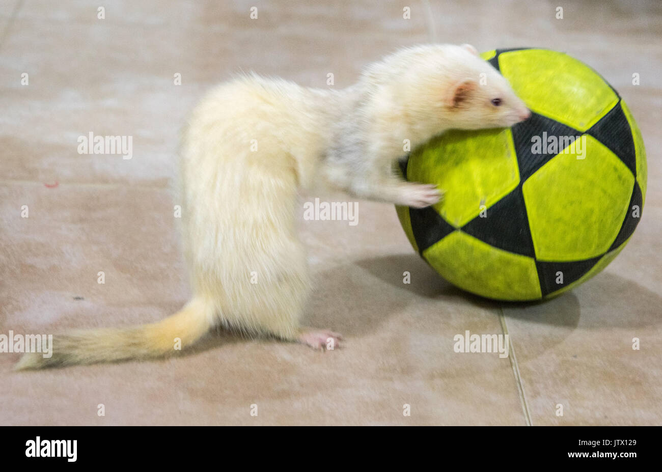 Albino ferret playing with a ball Stock Photo - Alamy