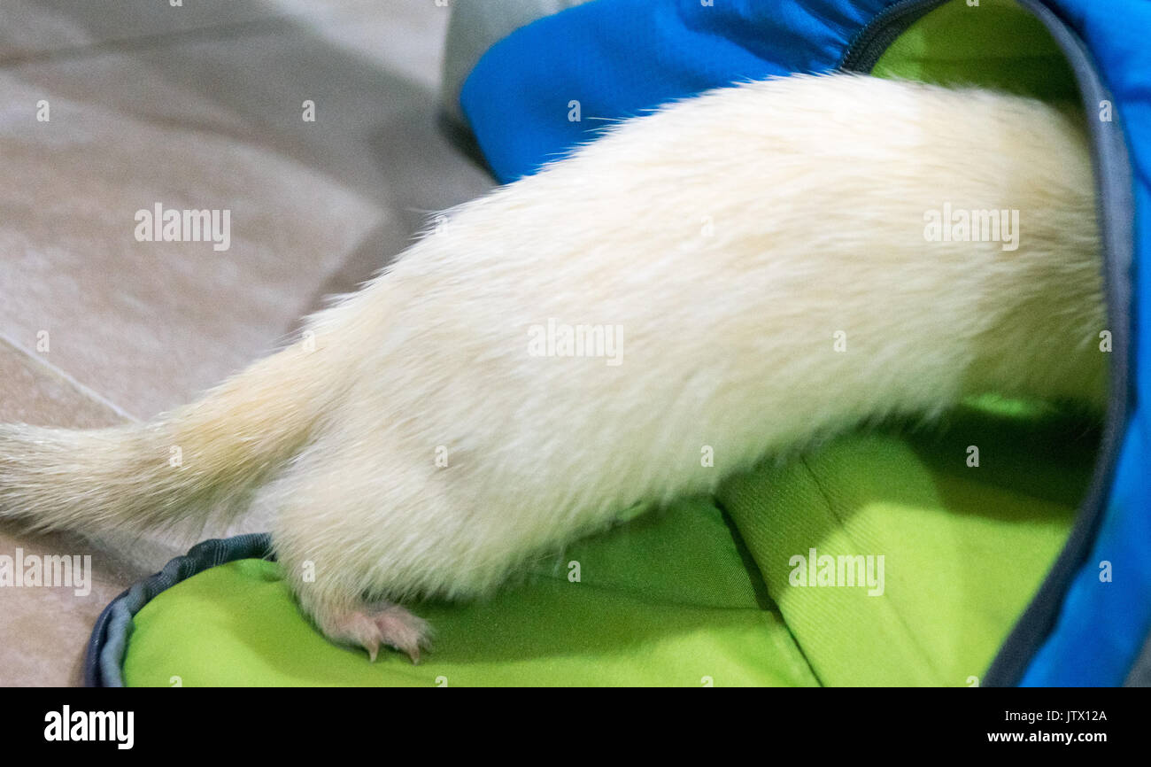 Furry backpack hi-res stock photography and images - Alamy