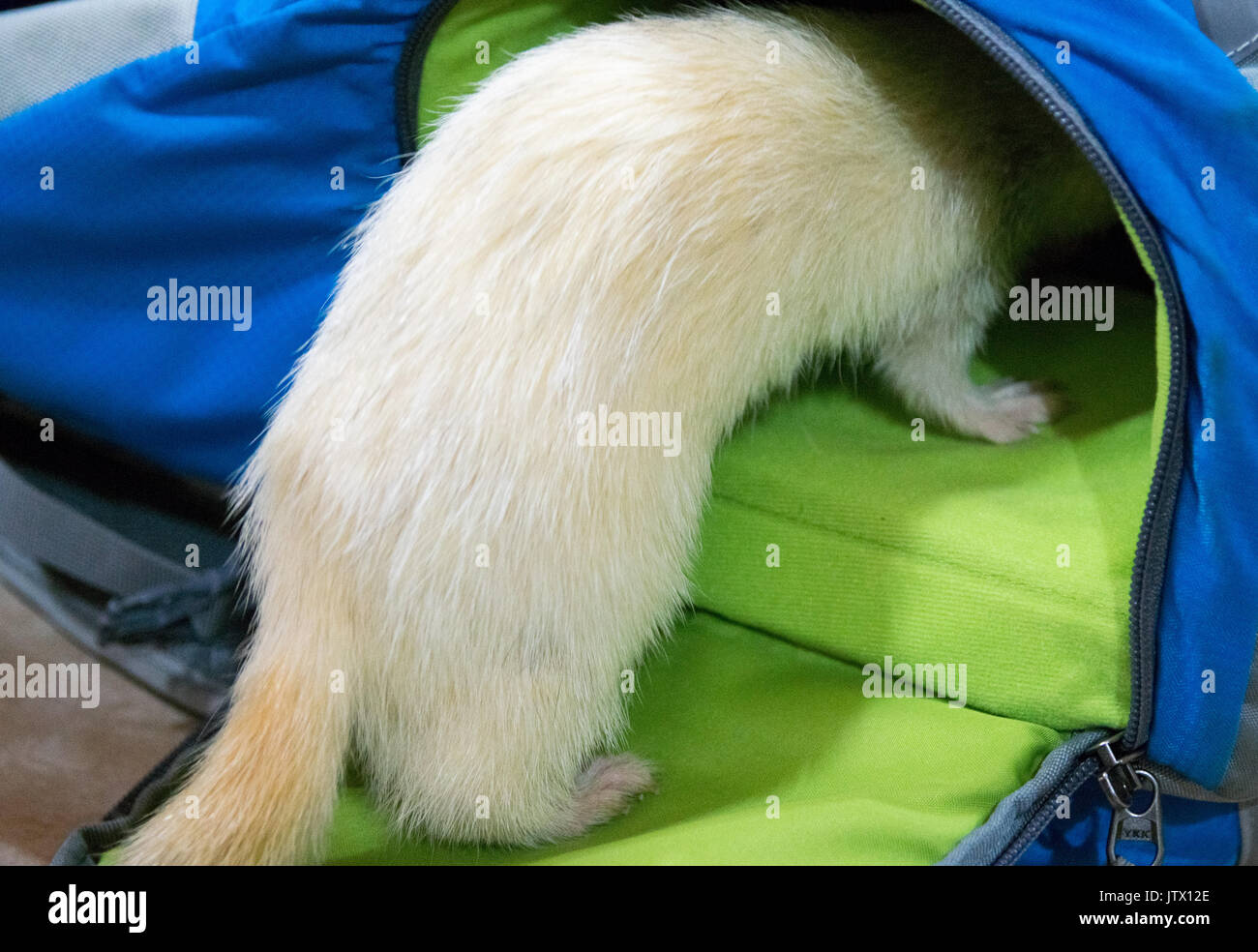 Albino ferret entering into a backpack Stock Photo - Alamy