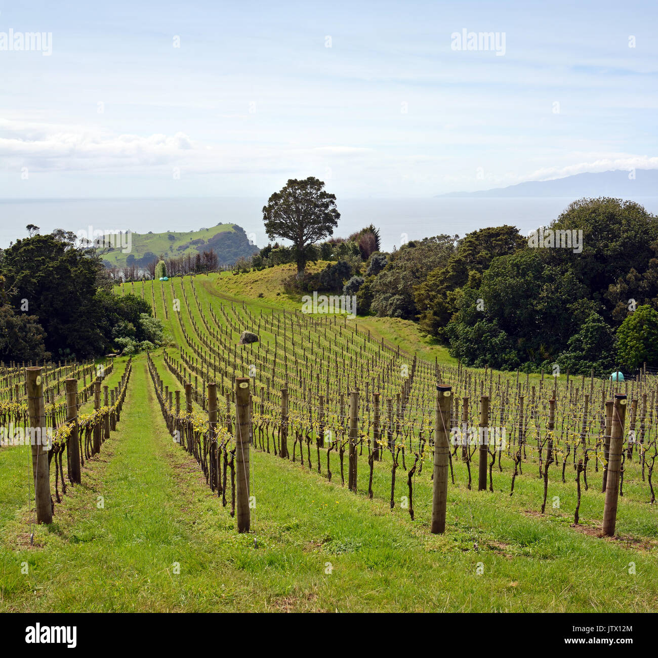 Vineyard vertical panoramic view at Stony Batter on Waiheke Island ...