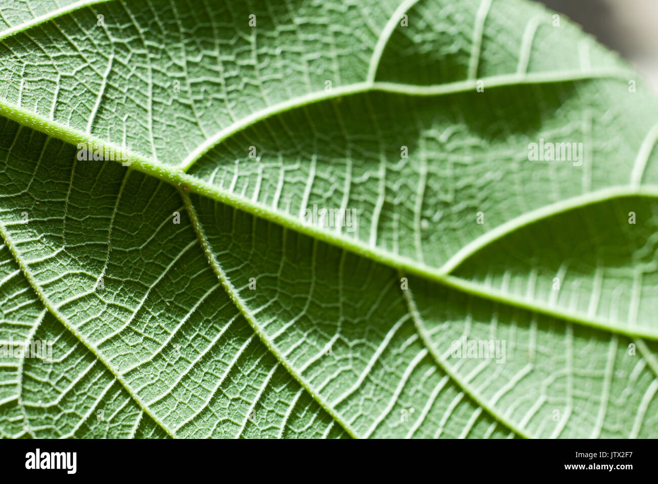 close up leaf for detail Stock Photo - Alamy