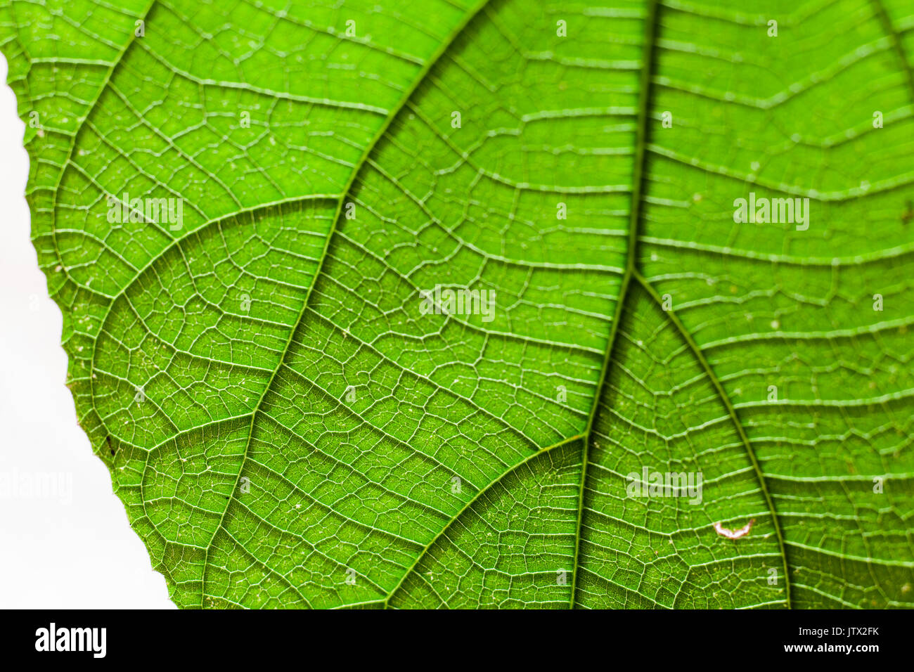 close up leaf for detail Stock Photo - Alamy