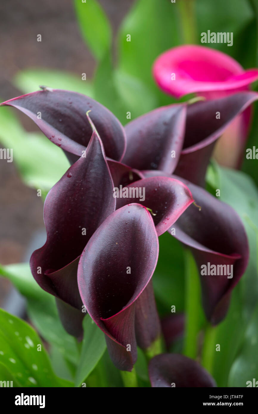 Purple Calla Lily Border