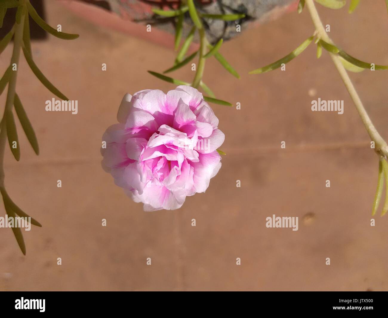 Flower native to india hi-res stock photography and images - Alamy