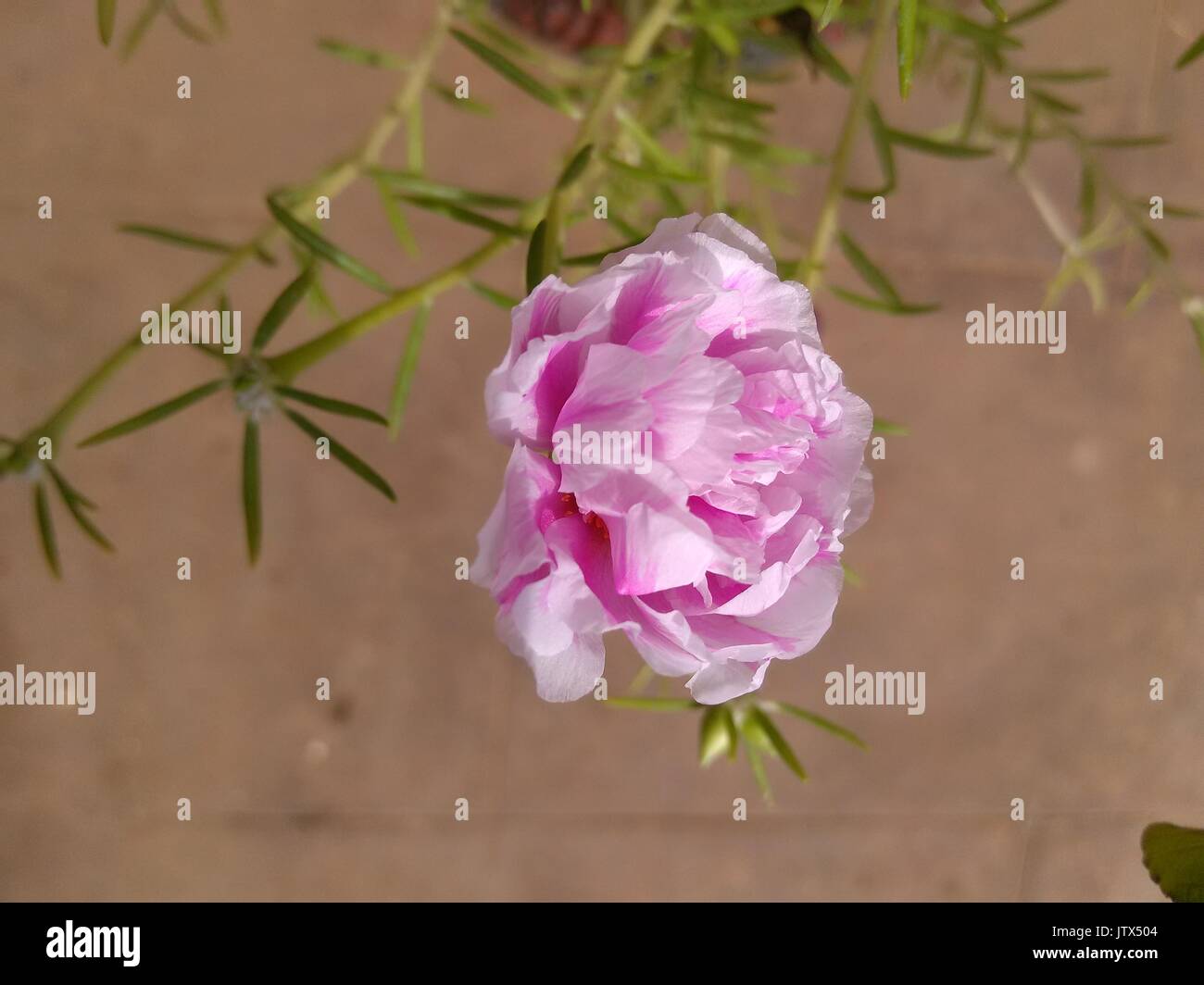 Native mexican plant hi-res stock photography and images - Alamy