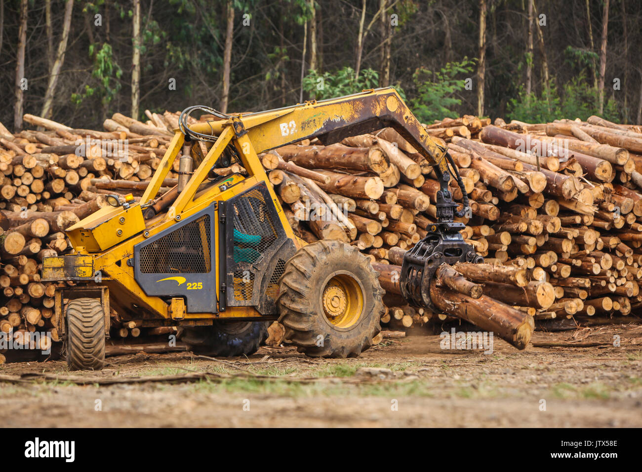 A three-wheel logger machine stacks cut logs from a eucalyptus ...