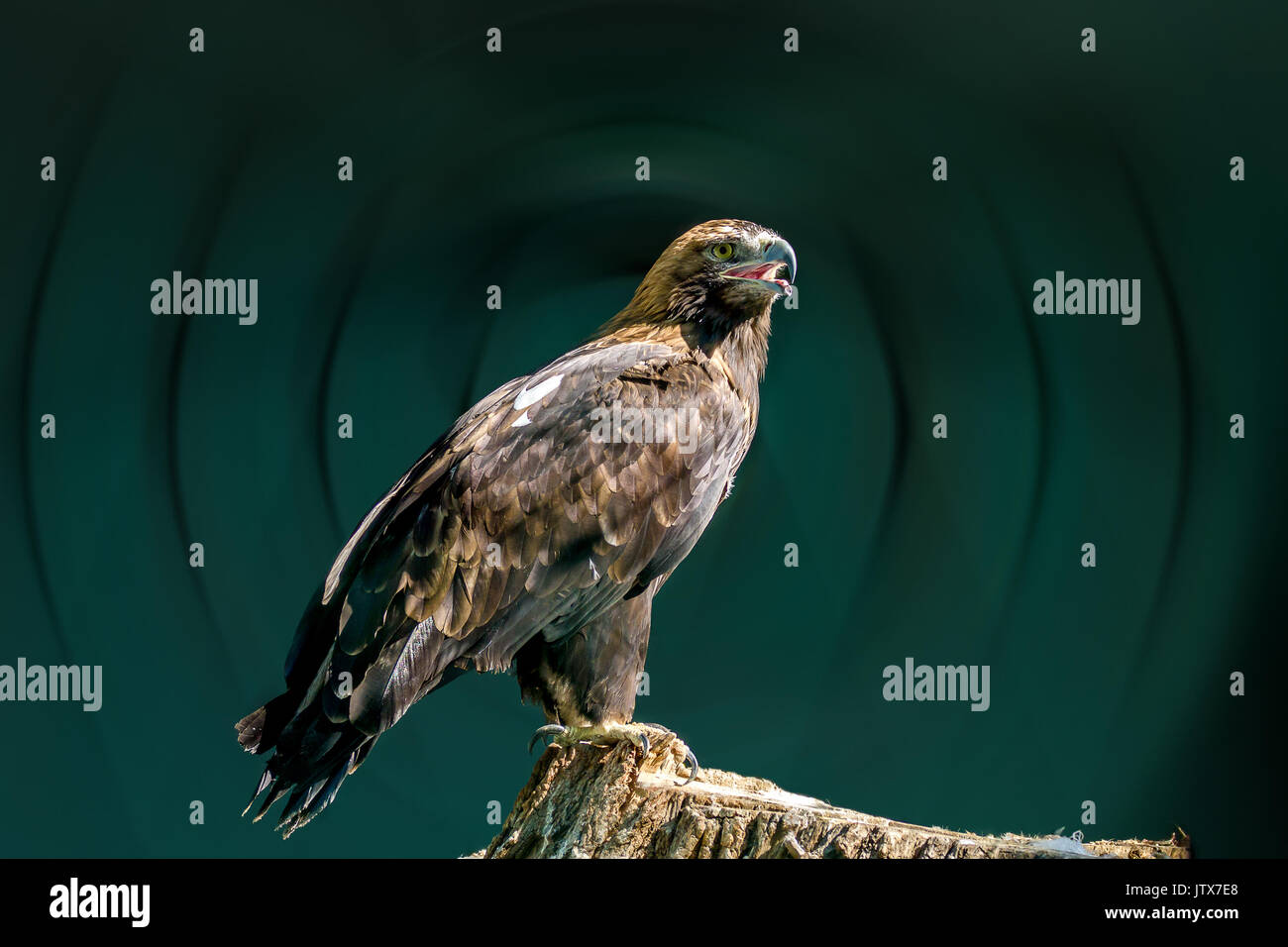 Large Bird Of Prey Stock Photos & Large Bird Of Prey Stock Images - Alamy