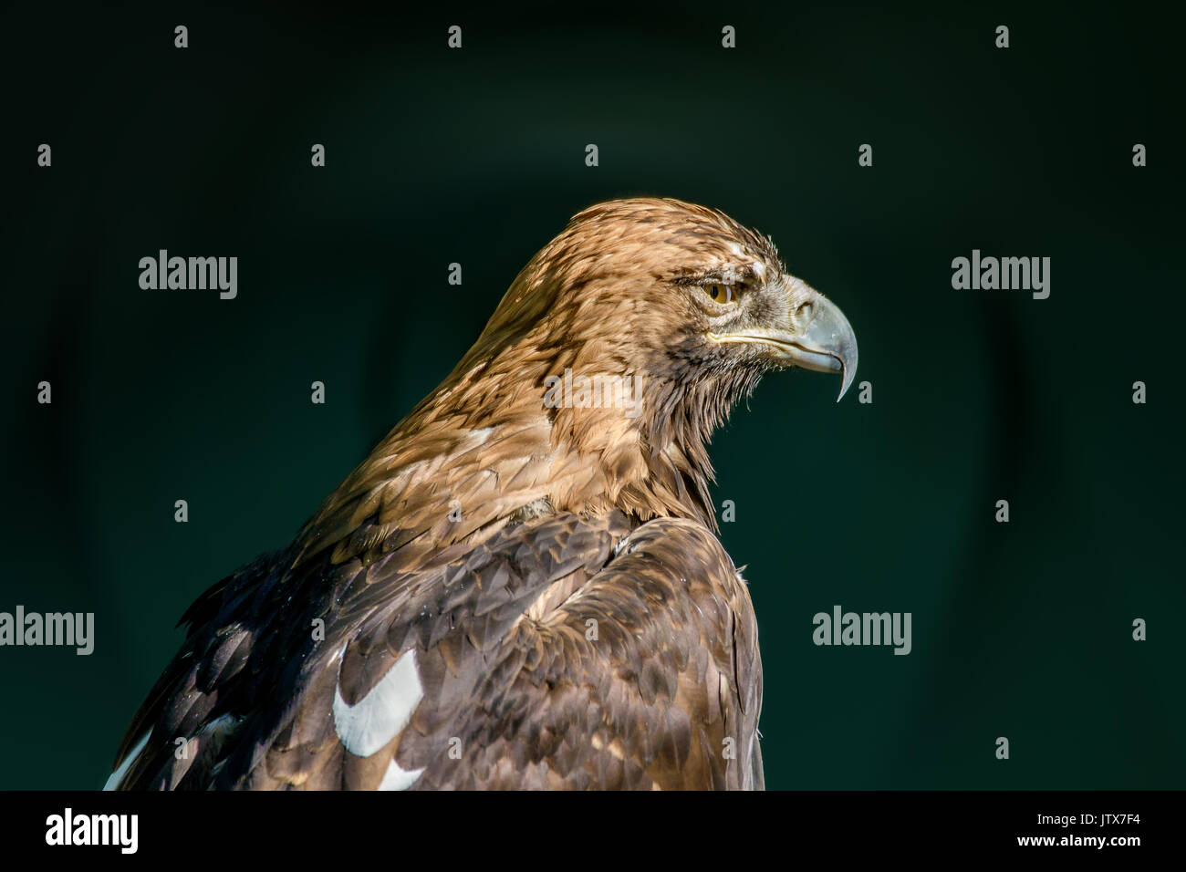 Image of a large bird of prey Stock Photo - Alamy