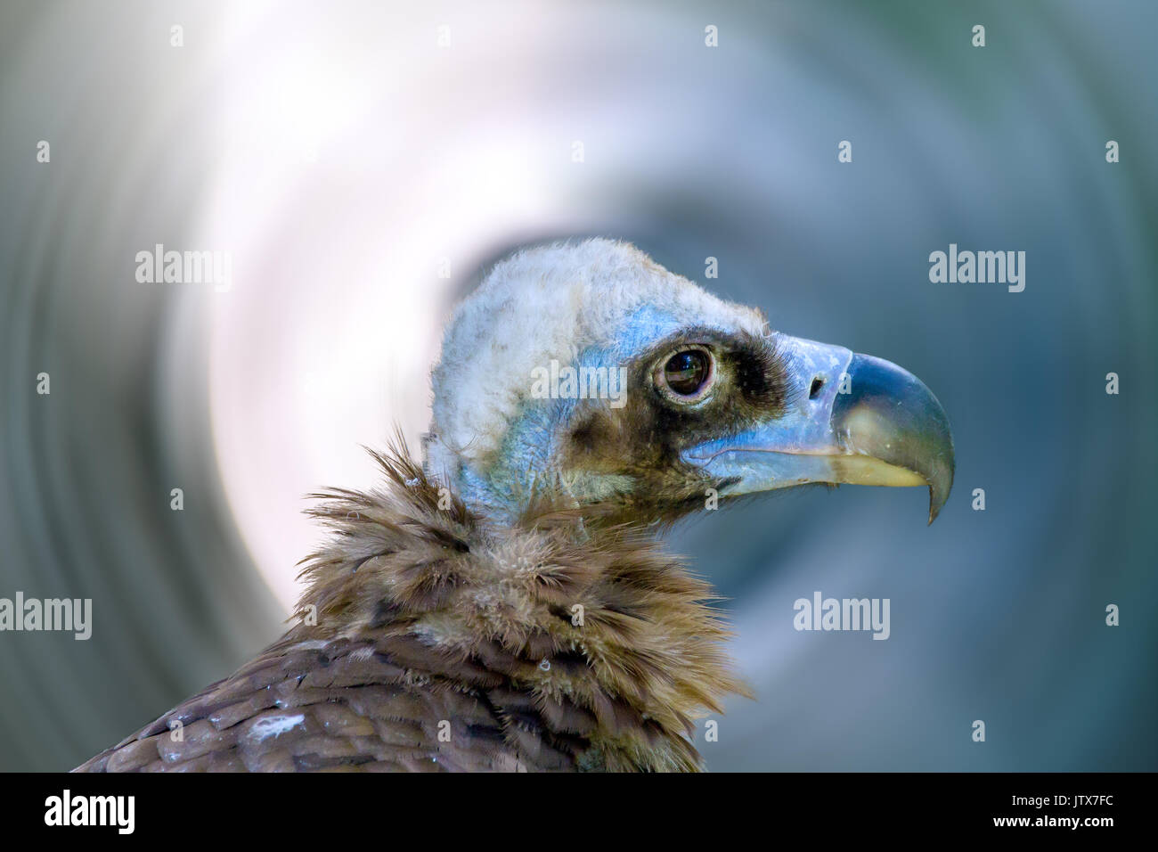 Pale Blue Vulture Eye