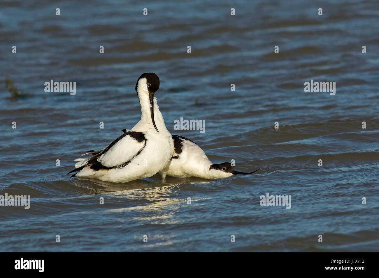 Mating mating ritual hi-res stock photography and images - Alamy