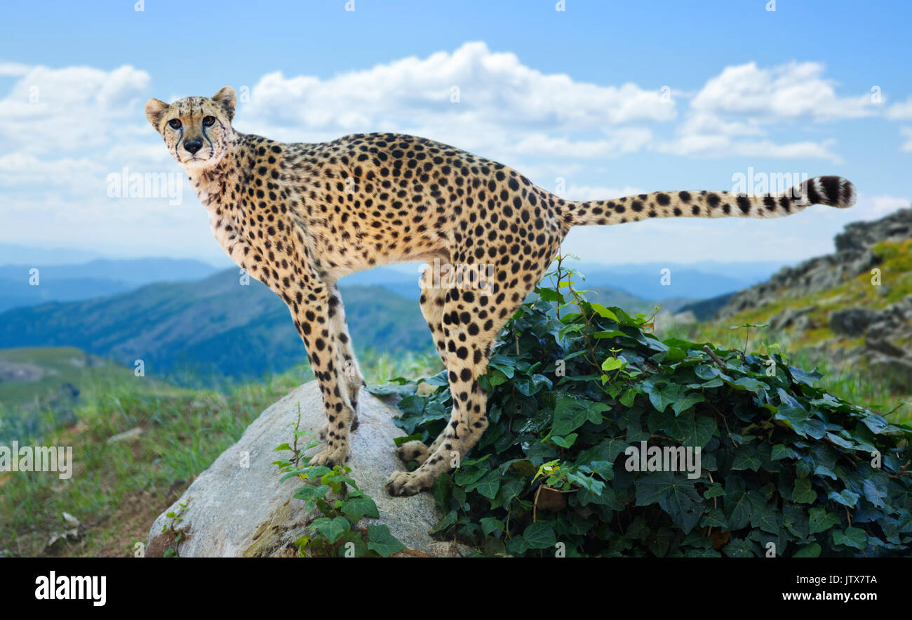 Male cheetah posing on stone at wildness area Stock Photo - Alamy