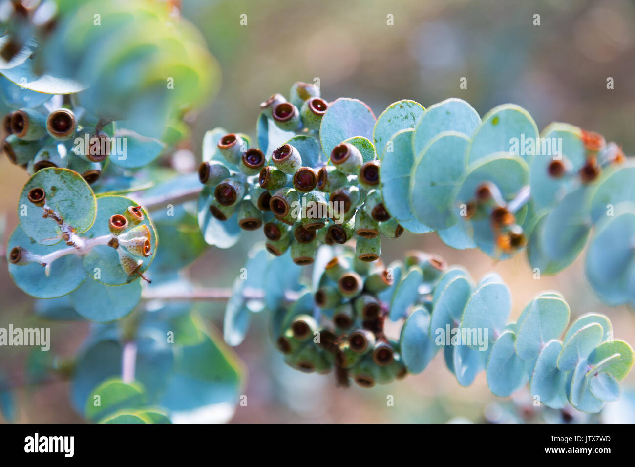 Closeup of Book-leaf mallee (Eucalyptus krueseana) plant Stock Photo ...