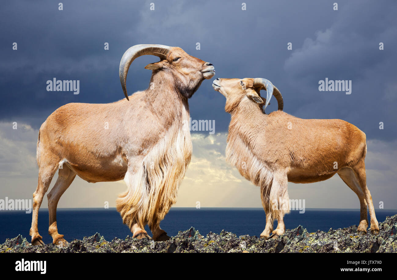 Female barbary sheep hi-res stock photography and images - Alamy