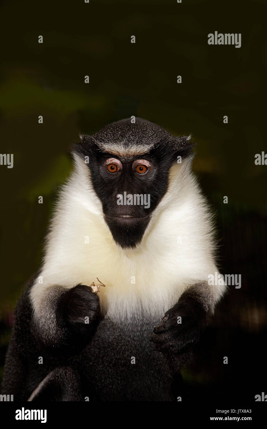 DIANA MONKEY cercopithecus diana Stock Photo - Alamy