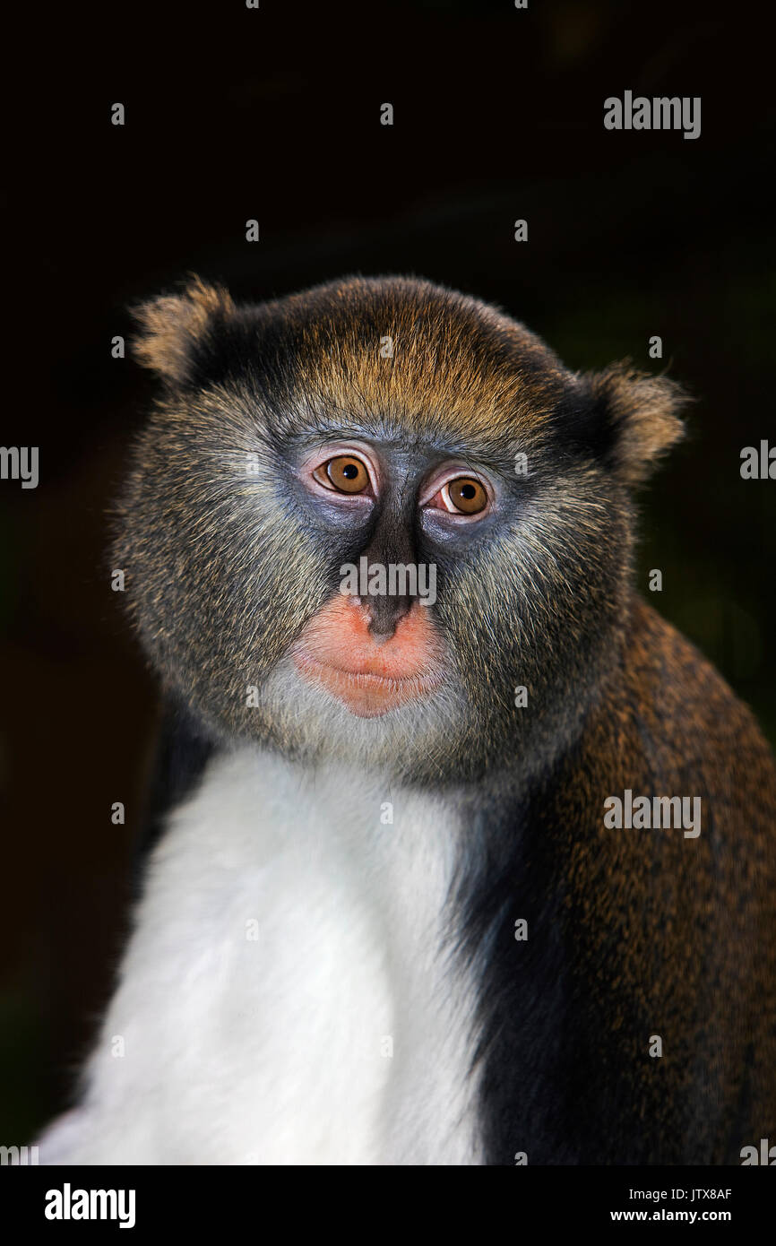 HEAD CLOSE-UP OF CAMPBELL'S MONKEY cercopithecus campbelli Stock Photo ...