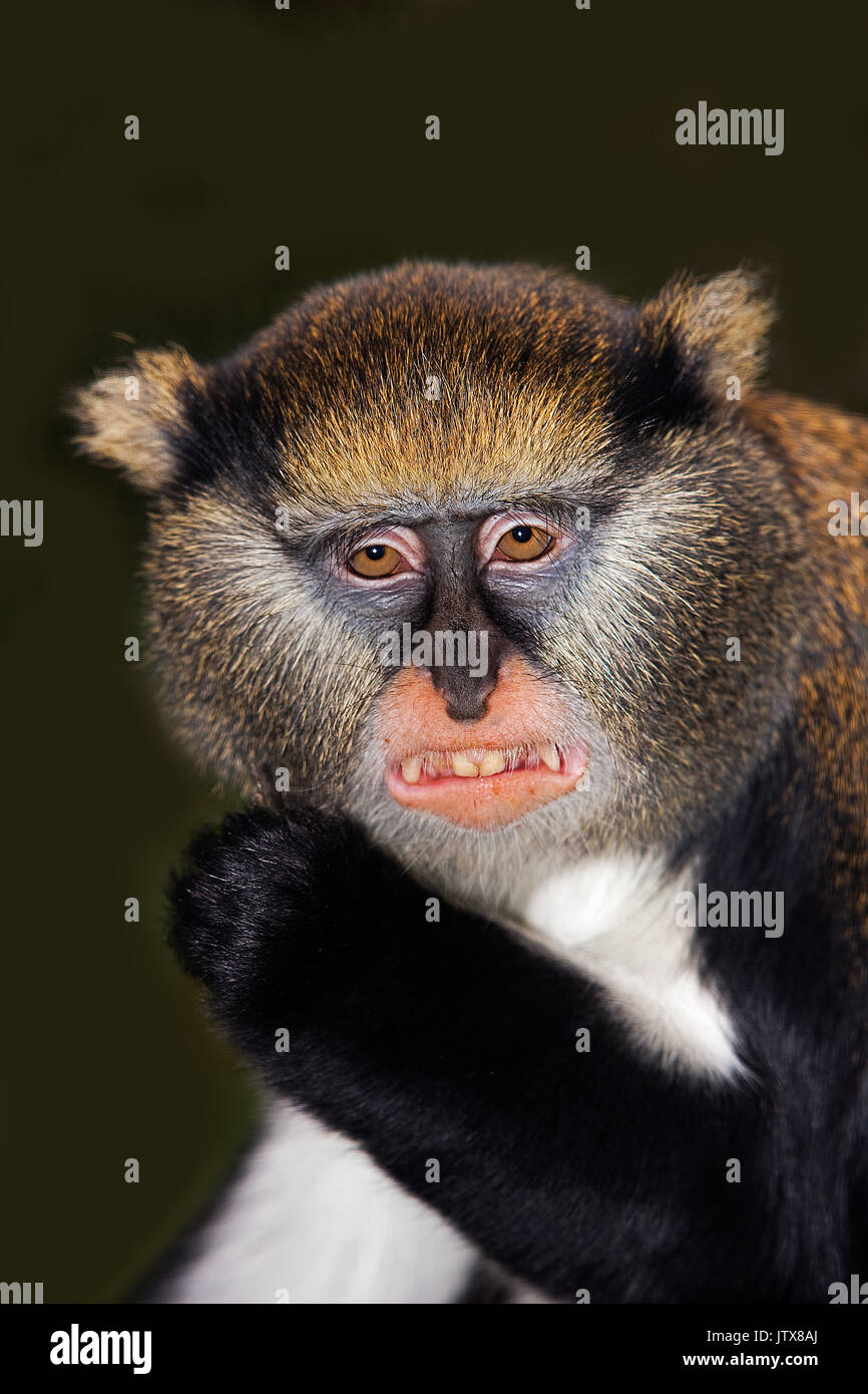 Campbells monkey cercopithecus campbelli hi-res stock photography and ...