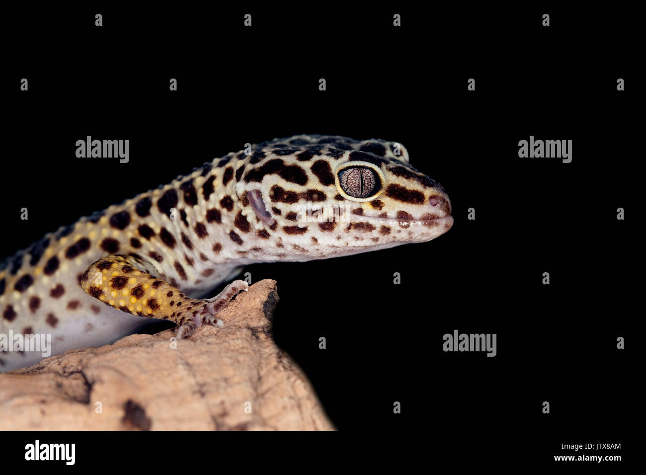 Leopard gecko profile hi-res stock photography and images - Alamy
