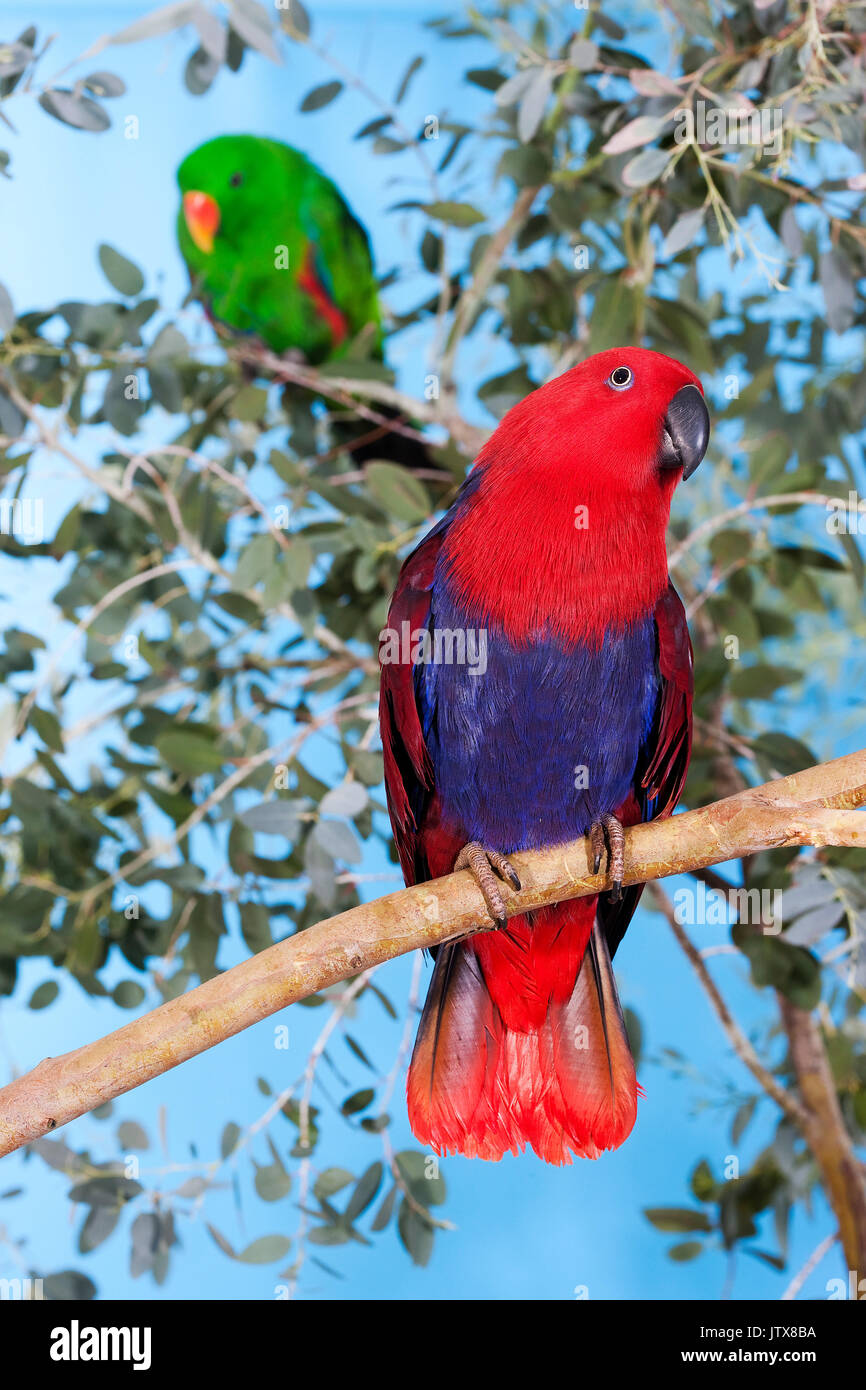 MALE AND FEMALE ECLECTUS PARROT eclectus roratus Stock Photo - Alamy
