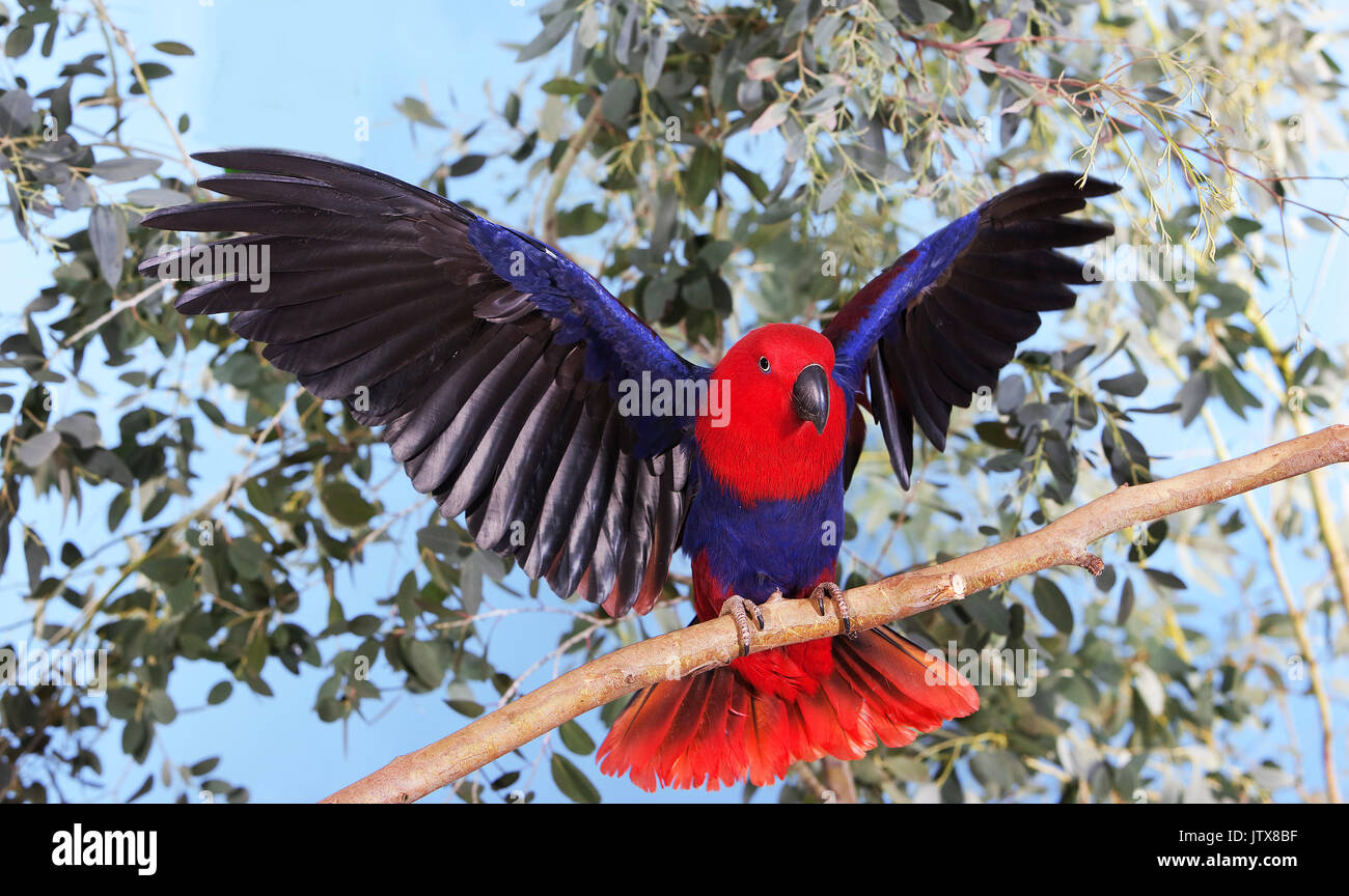 ECLECTUS PARROT eclectus roratus, FEMALE ON BRANCH WITH OPENED WINGS ...