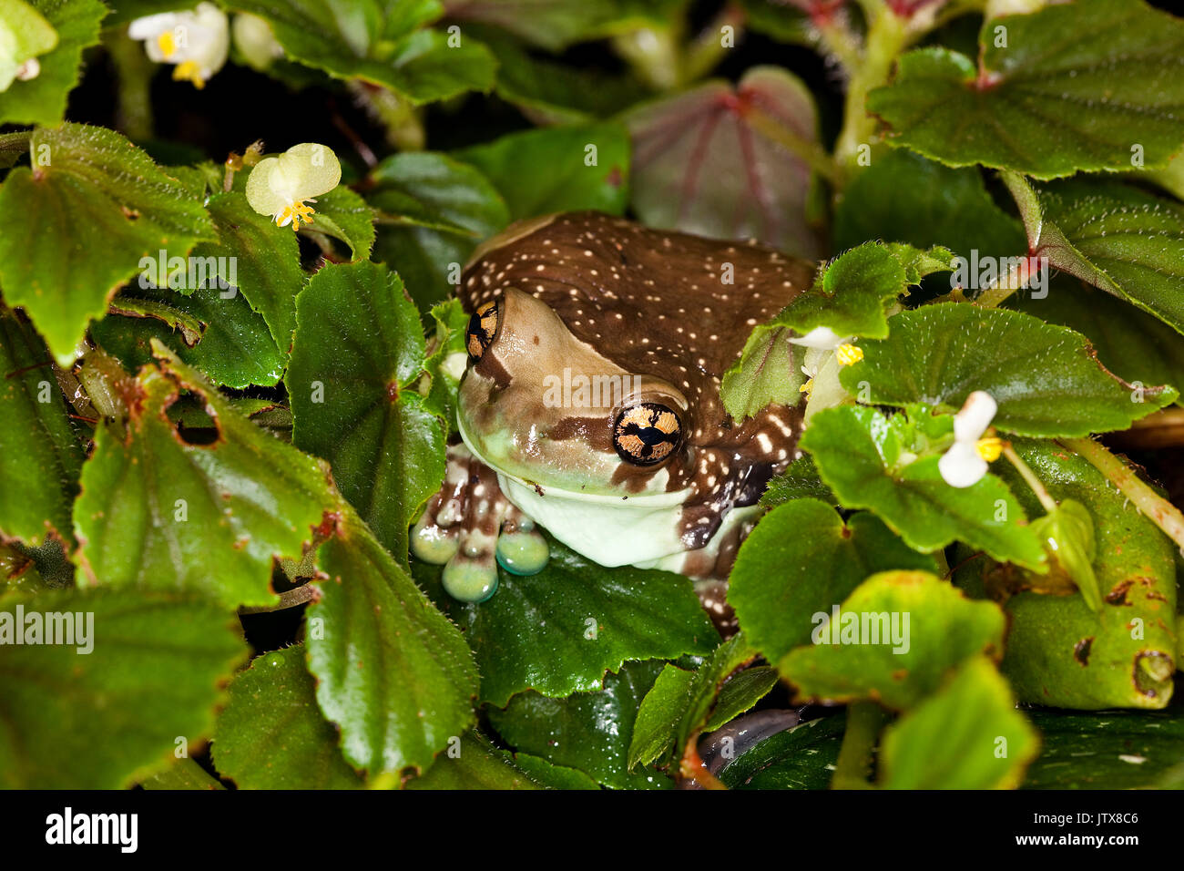 Amazon Milk Frog, phrynohyas resinifictrix, Adult standing on Leaves ...