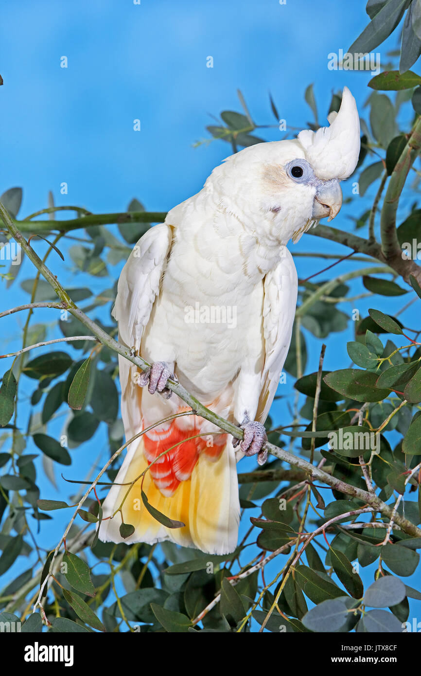 PHILIPPINE COCKATOO OR RED-VENTED COCKATOO cacatua haematuropygia ON A ...
