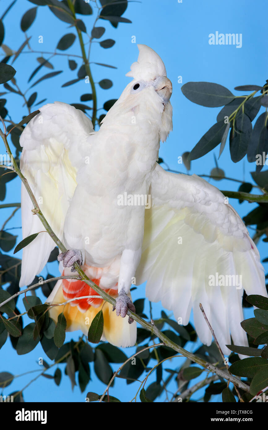 Philippine Cockatoo or Red-vented Cockatoo, cacatua haematuropygia ...