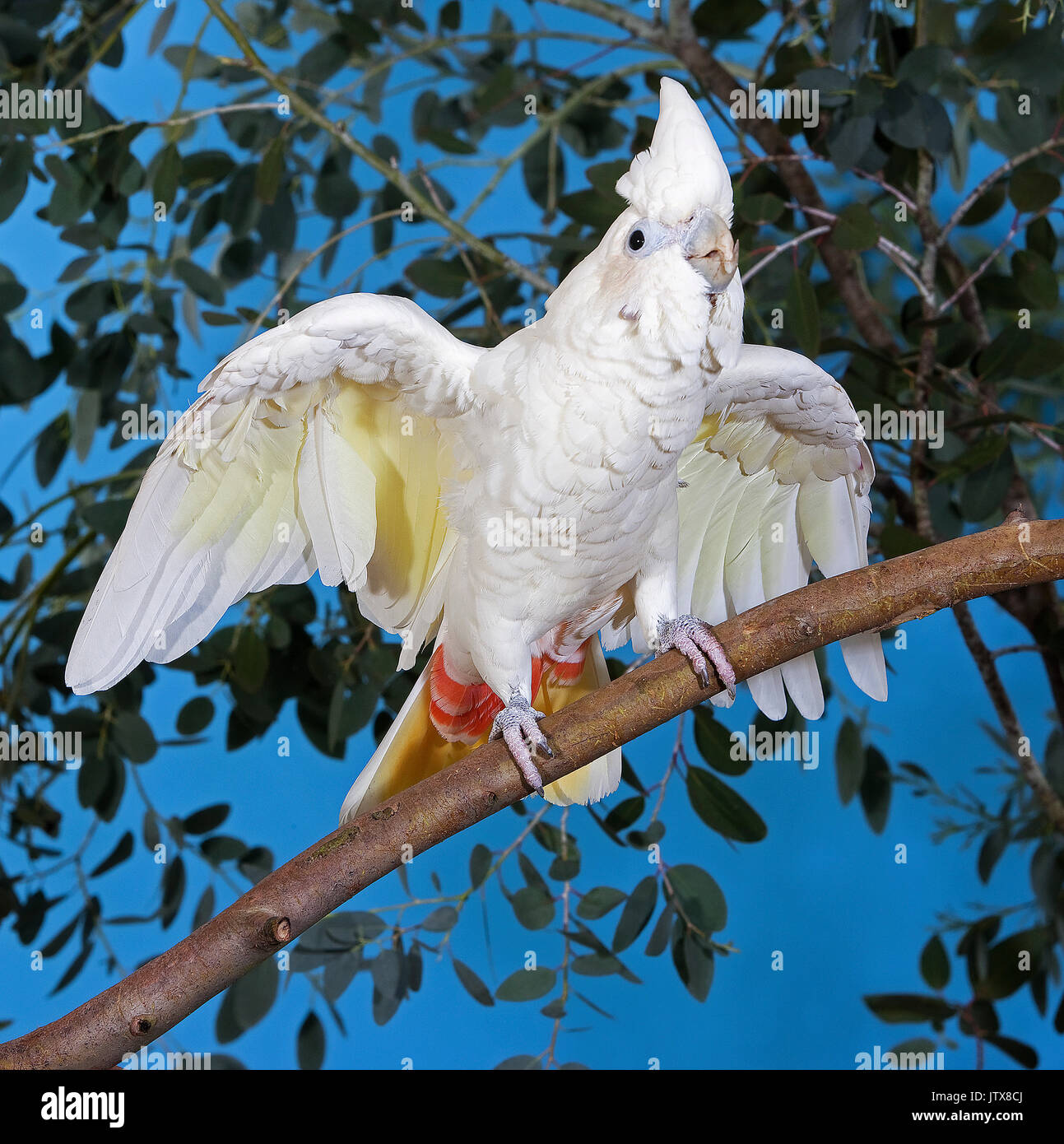 Philippine Cockatoo or Red-vented Cockatoo, cacatua haematuropygia ...