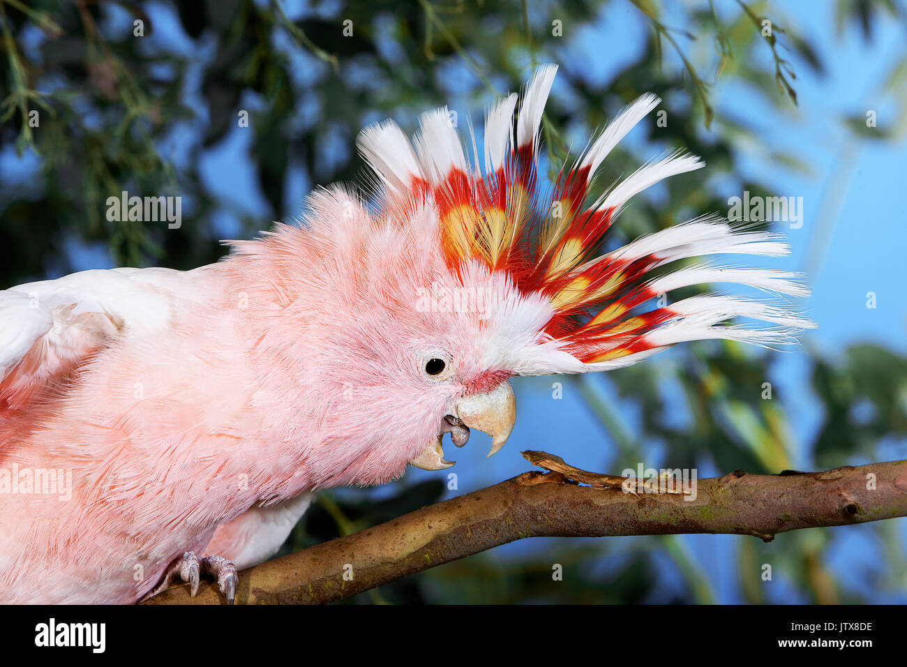 Pink Umbrella Cockatoo