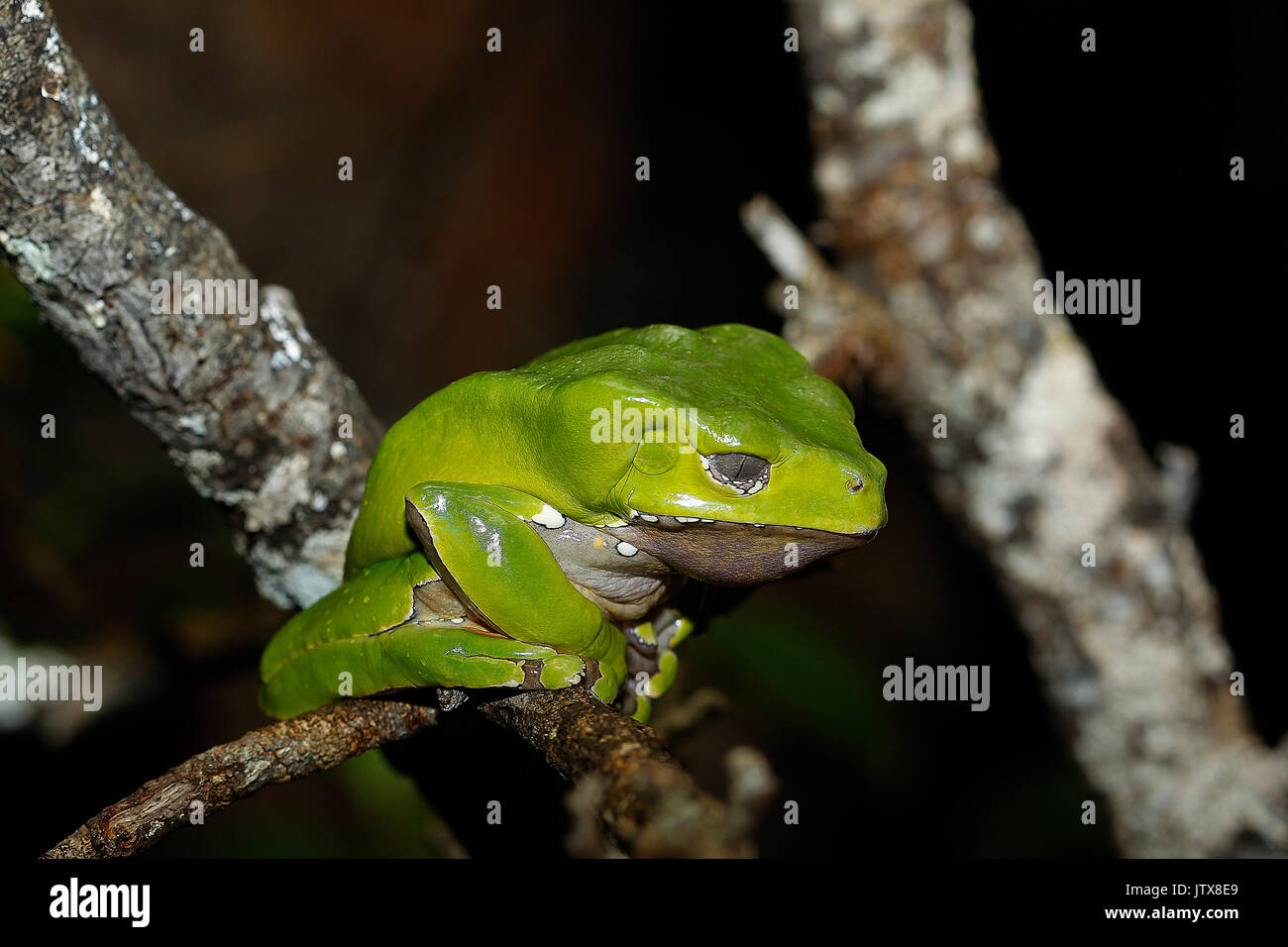 Giant Monkey Frog or Giant Waxy Frog, phyllomedusa bicolor, Adult ...