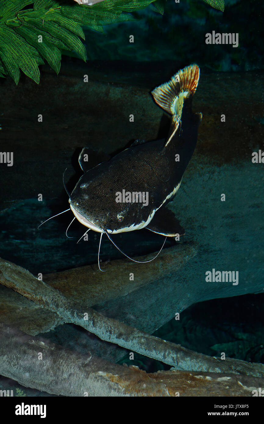 Phractocephalus hemioliopterus hi-res stock photography and images - Alamy