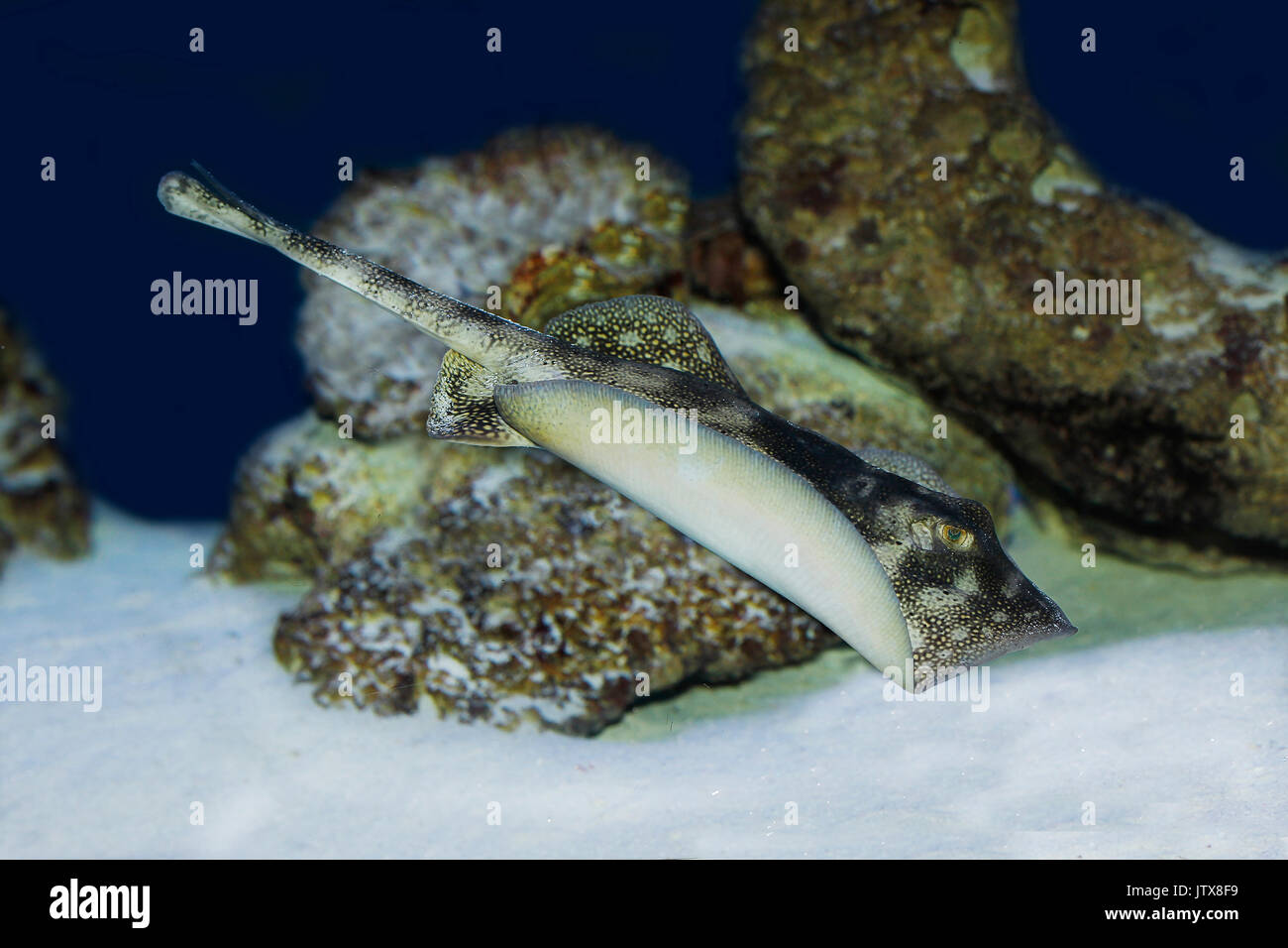 Urolophus hi-res stock photography and images - Alamy