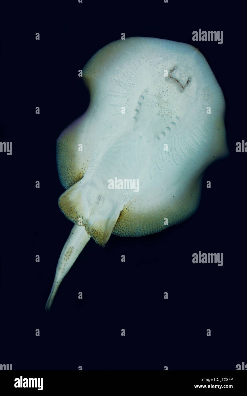 Stingray, urolophus jamaicensis, Adult Swimming, Underside View Stock ...