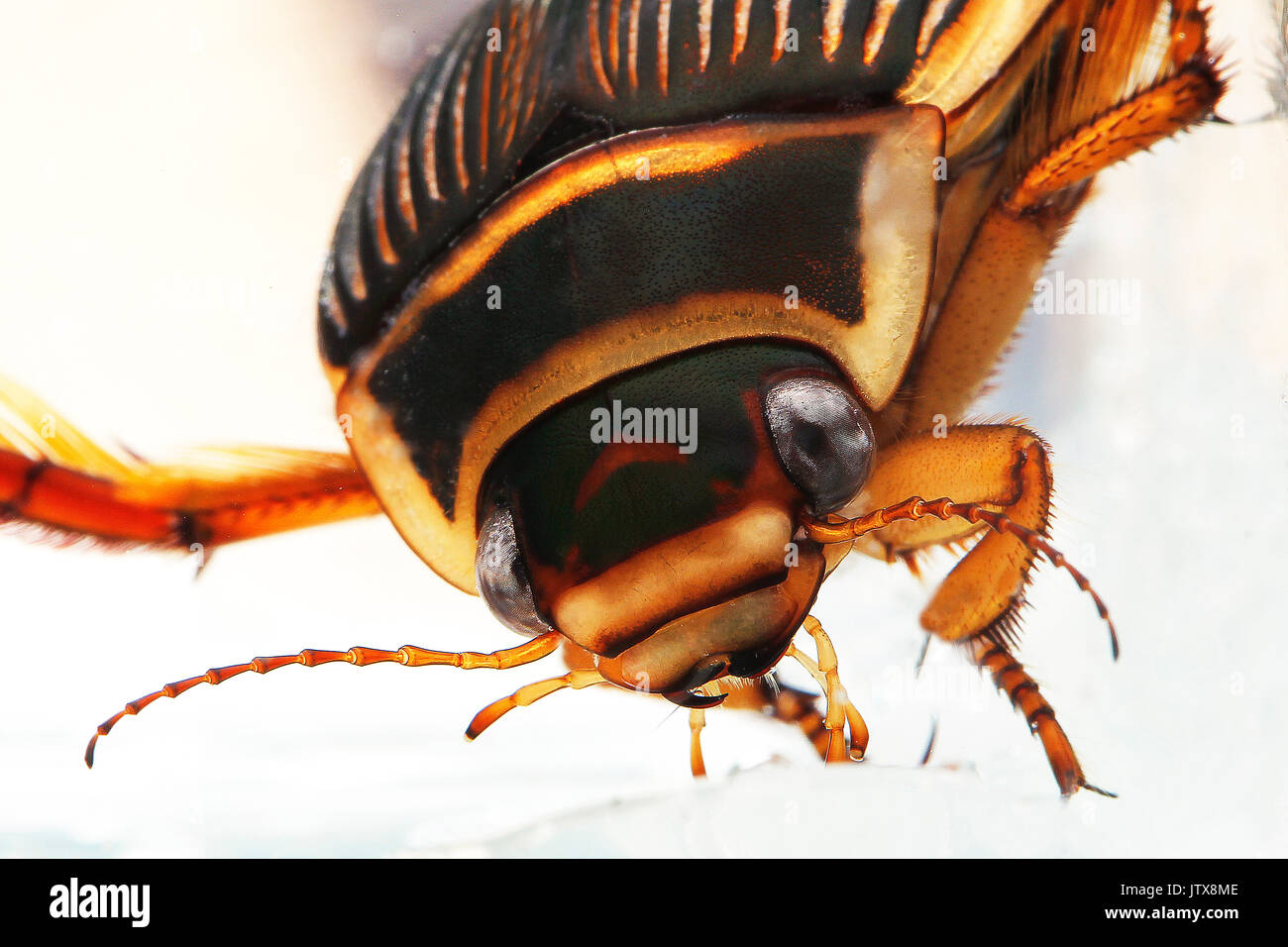 Great Diving Beetle, dytiscus marginalis, Portrait of Adult, Normandy ...