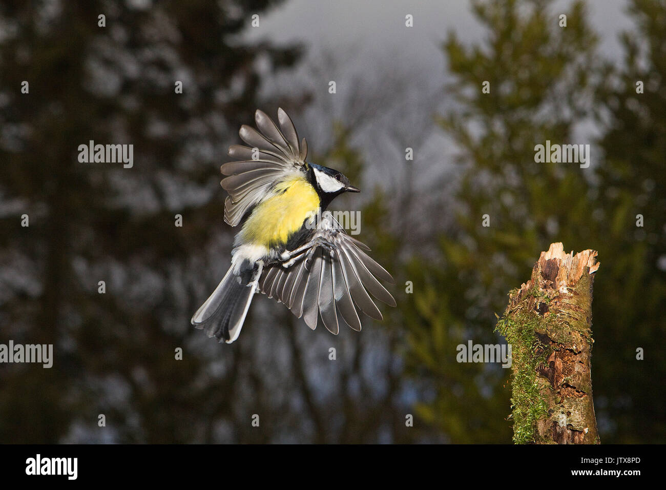 Great Tit, parus major, Male in Flight, Normandy Stock Photo - Alamy