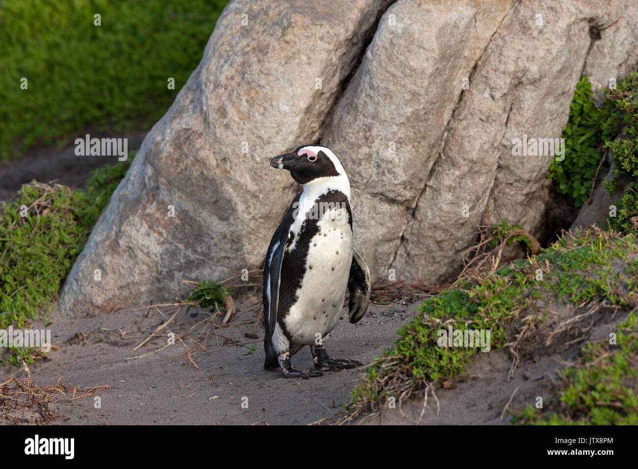 Jackass face hi-res stock photography and images - Alamy