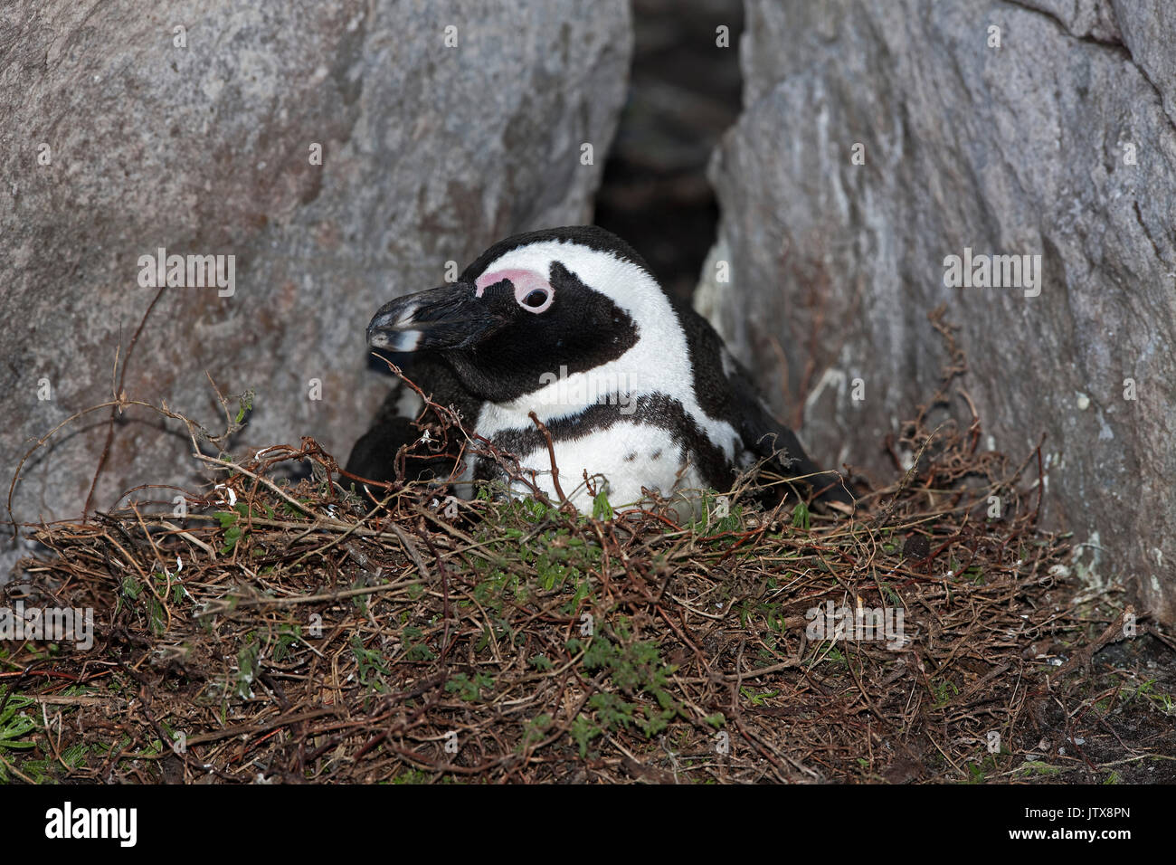 Penguin brooding hi-res stock photography and images - Alamy