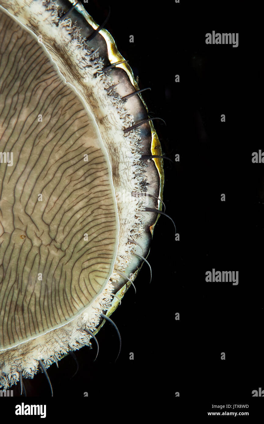 ABALONE OR PERLEMOEN haliotis midae IN SOUTH AFRICA Stock Photo - Alamy