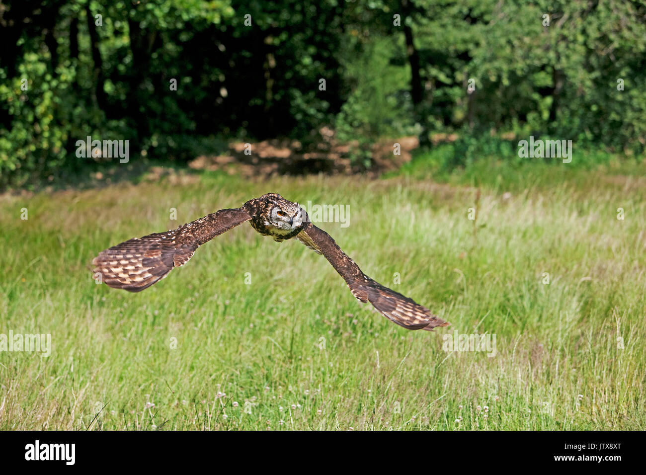 CAPE EAGLE OWL bubo capensis, ADULT FLYING Stock Photo - Alamy