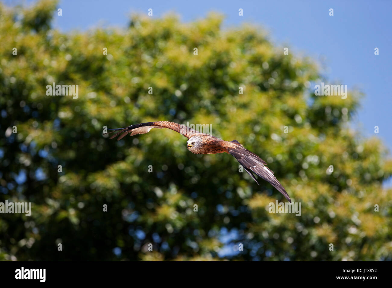 Red kite face hi-res stock photography and images - Alamy