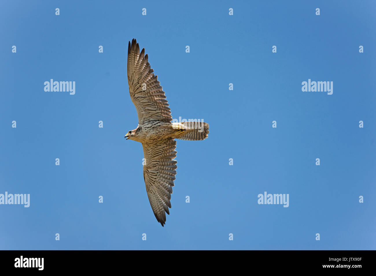 Saker falcon hi-res stock photography and images - Alamy