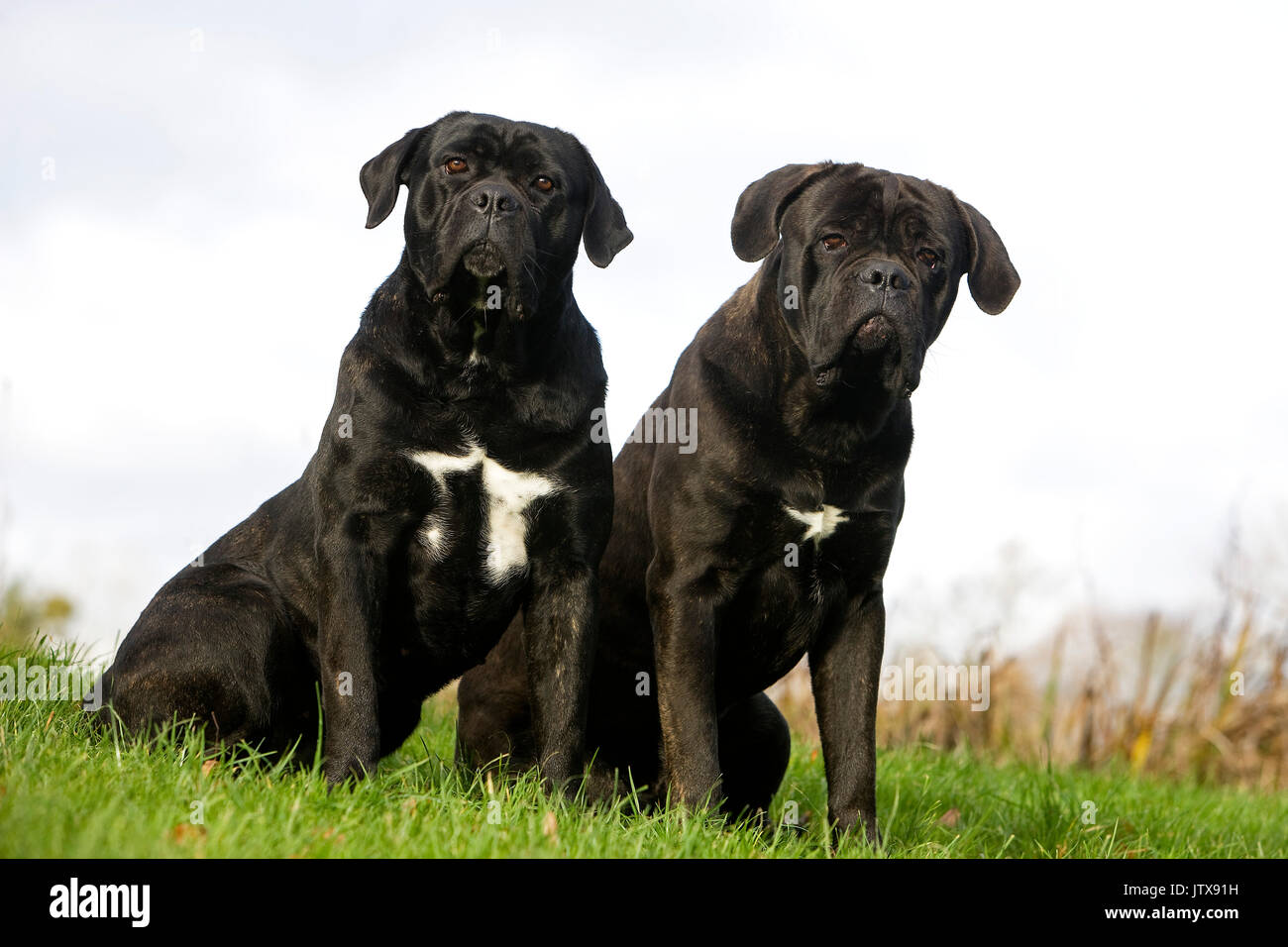 CANE CORSO, A DOG BREED FROM ITALY, PAIR OF ADULT SITTING ON GRASS ...