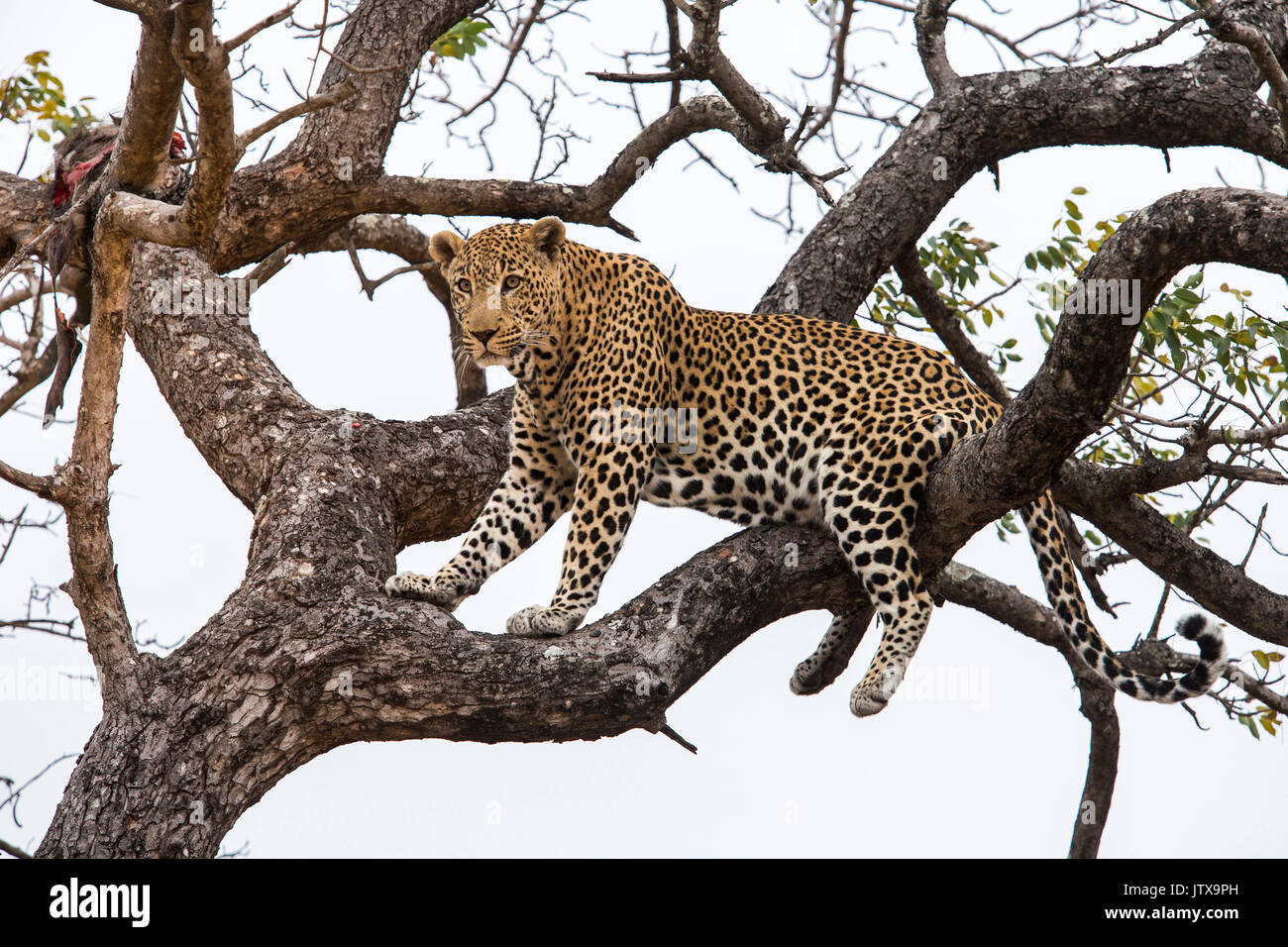 Male leopard known as Tingana (Panthera pardus) resting in a maroela ...