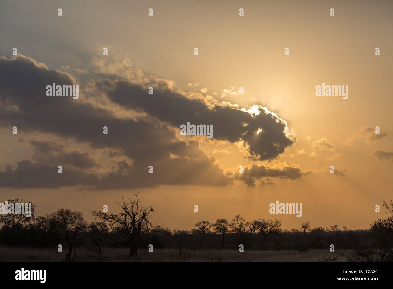 Bushveld skyline hi-res stock photography and images - Alamy