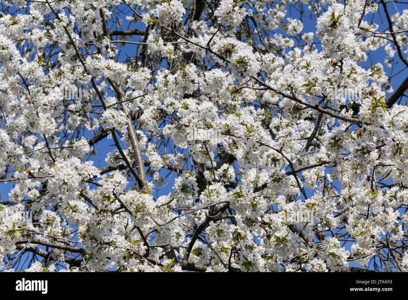 Swiss fruit tree orchard hi-res stock photography and images - Alamy