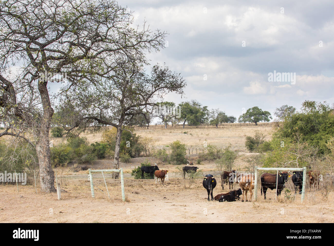 Ranching scene hi-res stock photography and images - Alamy