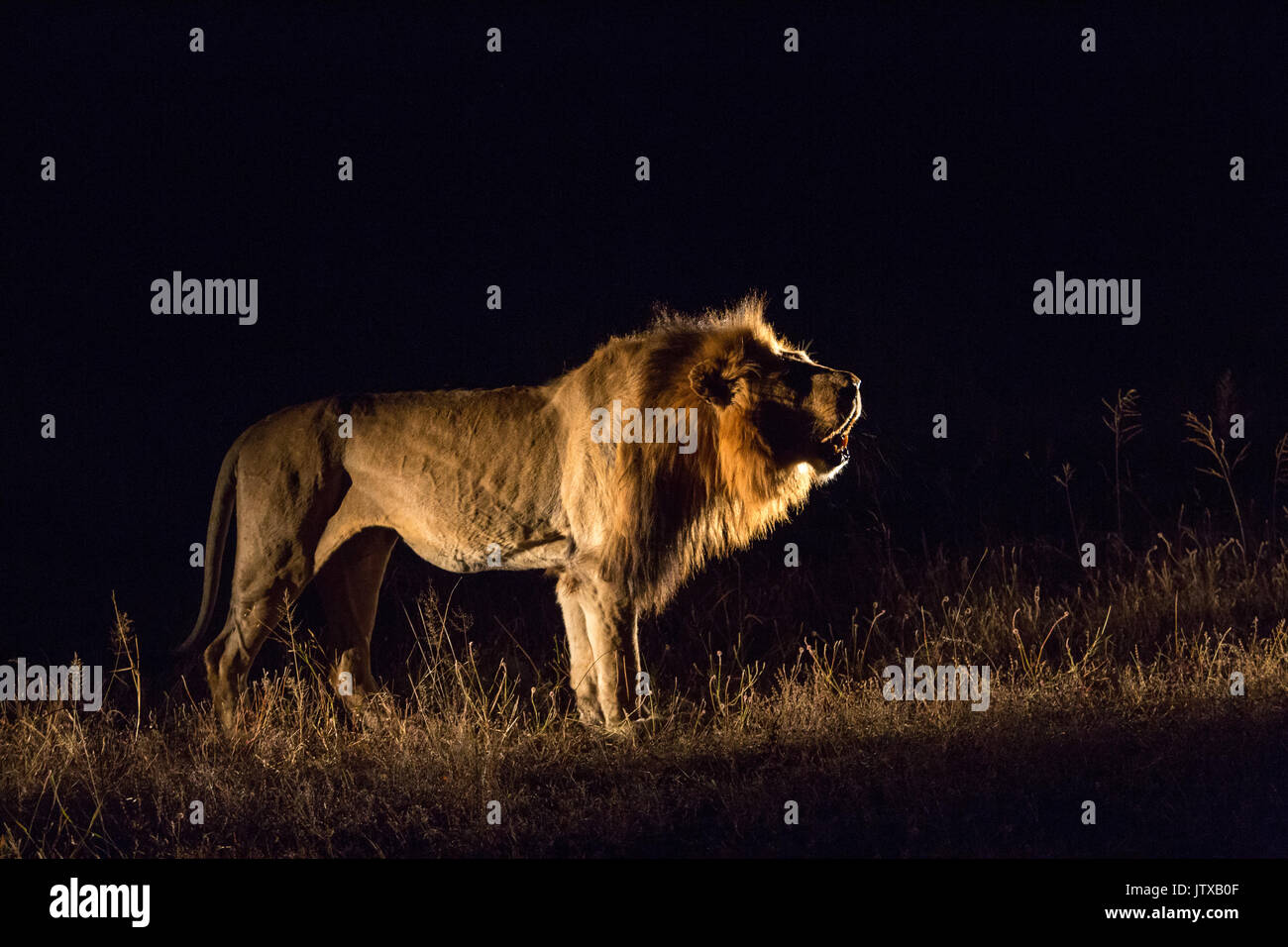 Roaring lion side view hi-res stock photography and images - Alamy